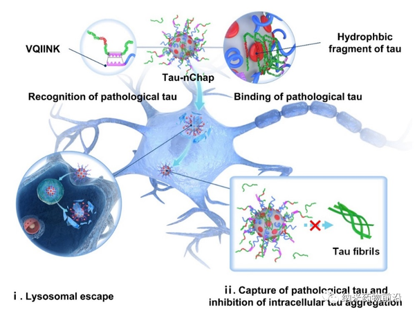 Tau蛋白靶向的纳米分子伴侣选择性协同抑制阿尔茨海默症的tau蛋白病理 - 知乎