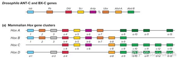 关于Hox genes：从果蝇说起 - 知乎