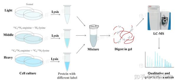 （超实用）SILAC应用之蛋白质相互作用实验原理、SILAC方法 - 知乎