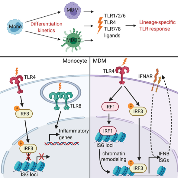 Cell Reports丨IRF1 通过调节染色质可及性来控制人类单核细胞和巨噬细胞中干扰素刺激的差异基因反应 - 知乎