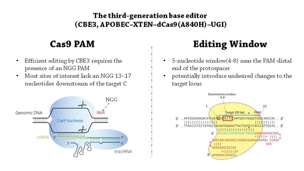 基因组DNA单碱基编辑技术与工具开发(附PPT下载链接) - 知乎