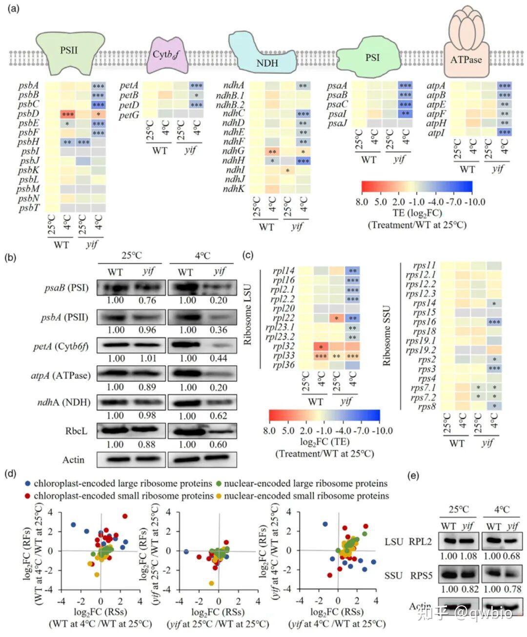 叶绿体16S rRNA二甲基转移酶 BrPFC1 调控白菜低温胁迫适应 Plant Journal - 知乎