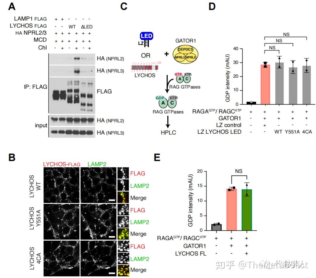 代谢学人--Science：LYCHOS--胆固醇的神秘感受器 - 知乎