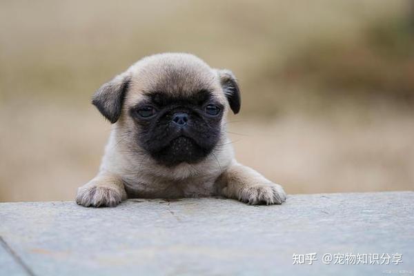 十种最好养的小型犬，小型犬排名前10名！ - 知乎
