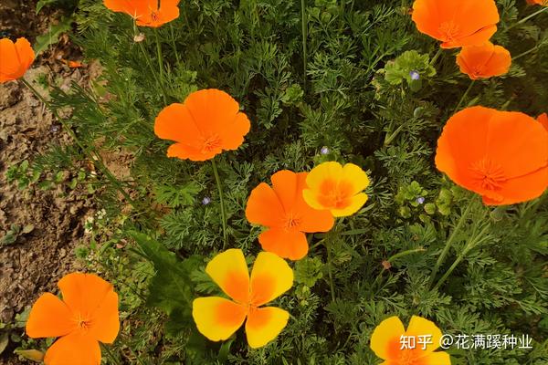 阳光沐浴下的花菱草,摇曳生姿,绚丽夺目 知乎