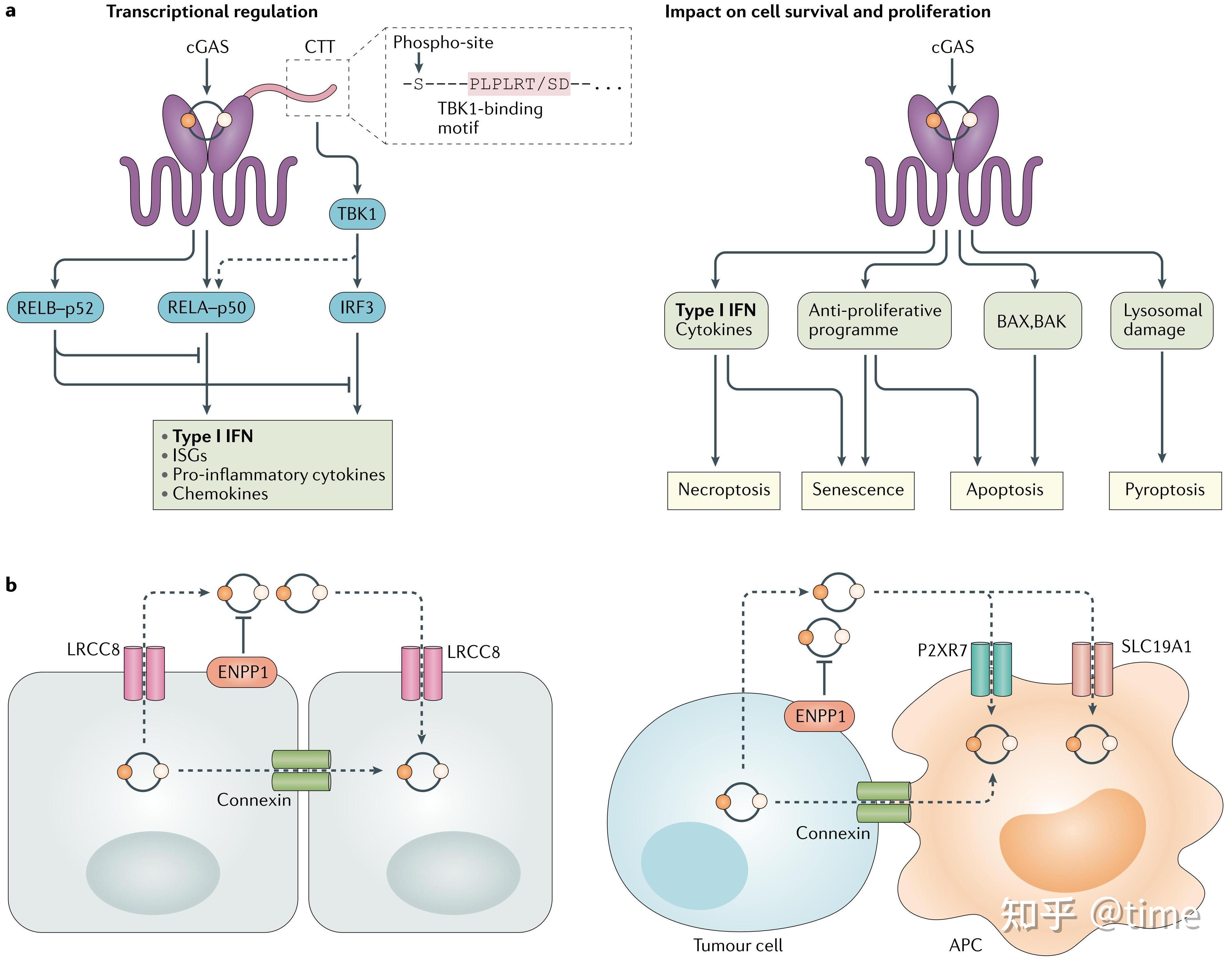 文献分享 | Nature Reviews Immunology：cGAS-STING通路作为炎症性疾病的治疗靶点 - 知乎