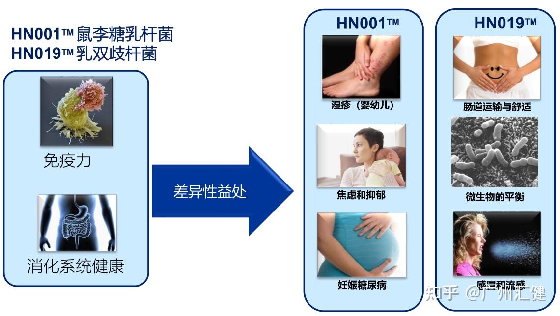 我们的益生菌之旅(HN001™鼠李糖乳杆菌和 HN019™ 乳双歧杆菌) - 知乎