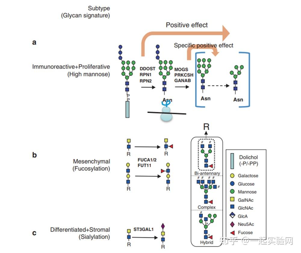 基于糖蛋白组学的高级别浆液性卵巢癌肿瘤亚型分型和临床结果预测 - 知乎