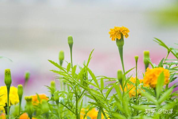 做8年继母,想断了老公小女儿的生活费,老公指责,我选择离婚 知乎