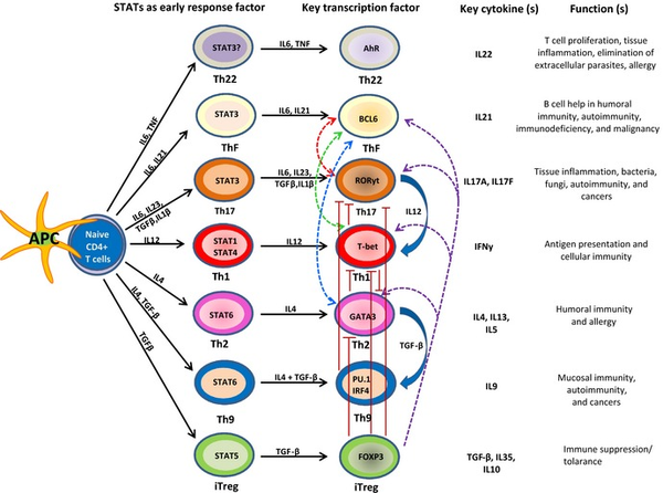 T细胞成长记（下） - 知乎
