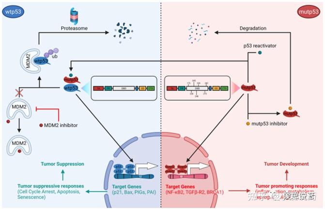《普创新》之p53及靶向p53 Y220C抑制剂的筛选 - 知乎