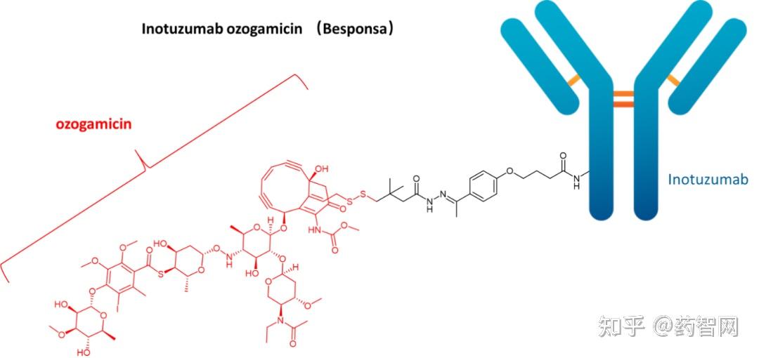 一文了解ADC——2023最热创新药赛道 - 知乎