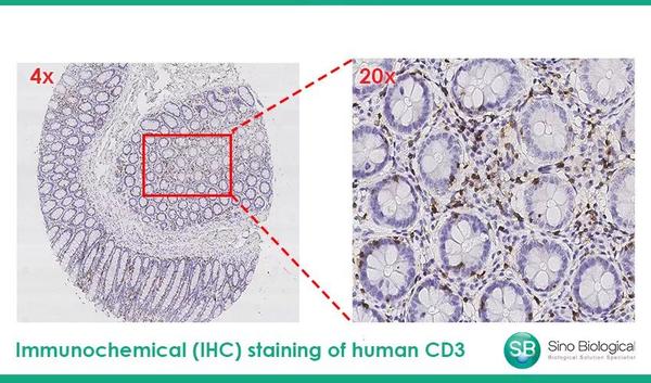 技能篇 | IHC之路漫漫（上篇） - 知乎