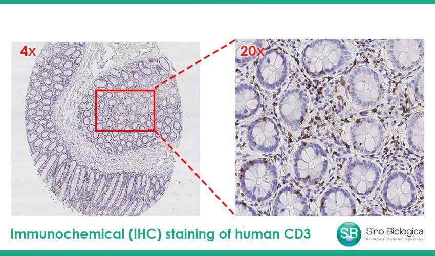 技能篇 | IHC之路漫漫（上篇） - 知乎