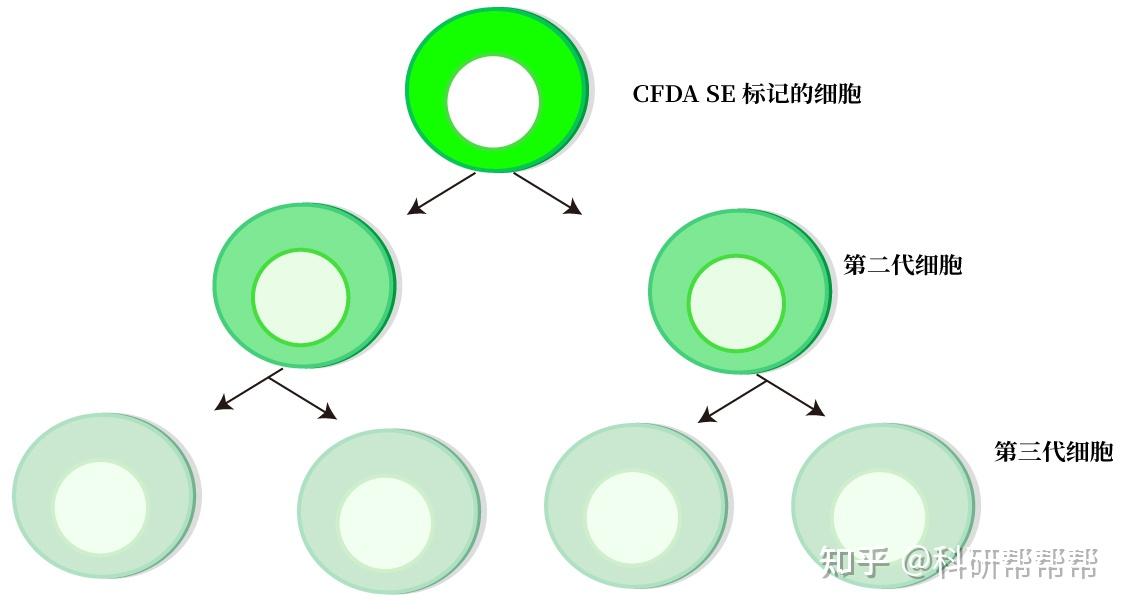 MTT、CCK8、EdU…那么多细胞增殖检测方法怎么选？！ - 知乎
