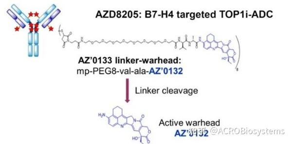 B7家族的多面光辉 - 知乎