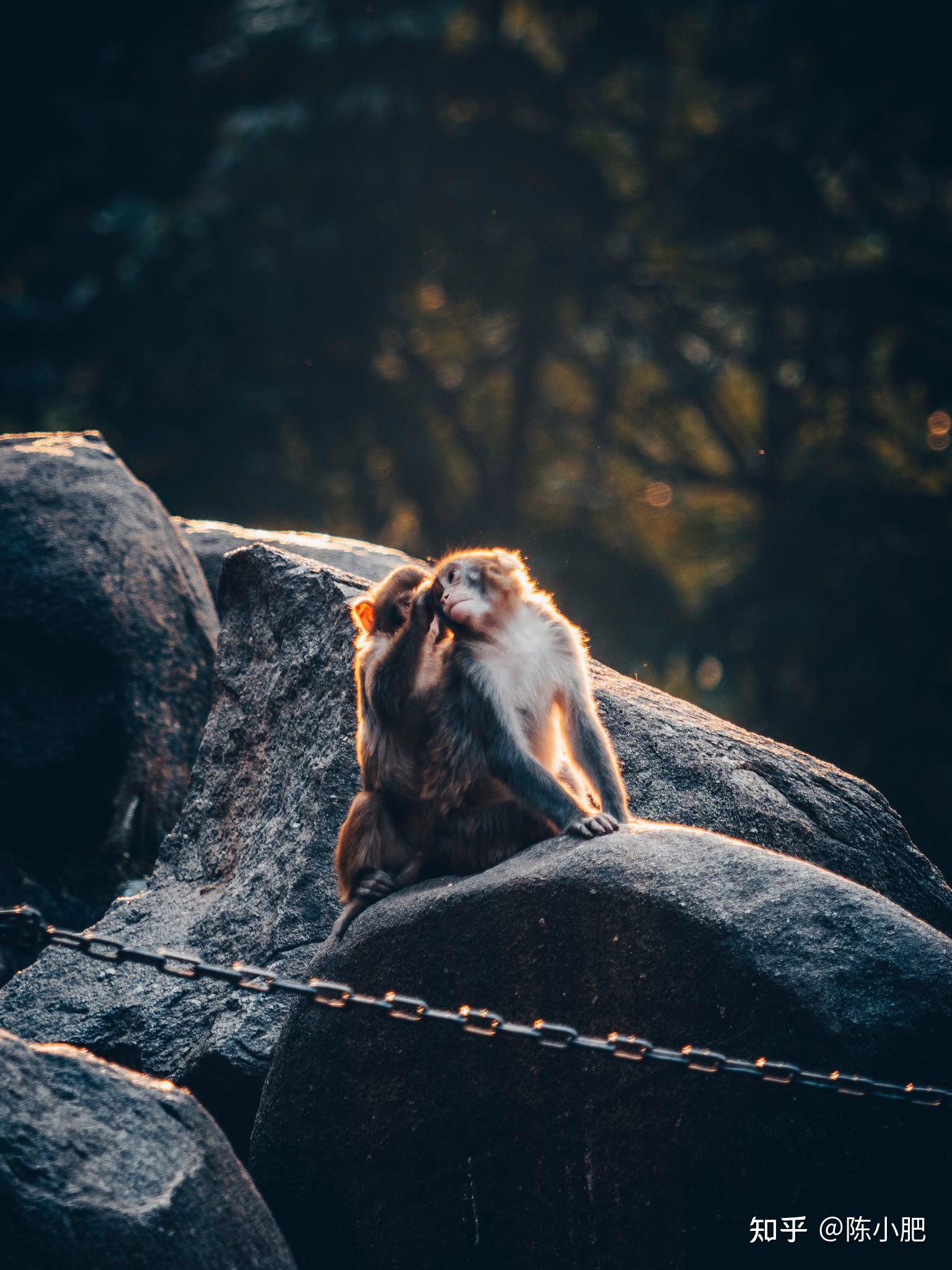 天子守国门——奥林巴斯40-150mm F2.8 PRO使用体验 - 知乎