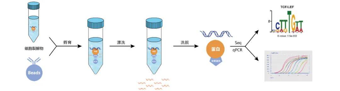解析表观遗传学的工具——ChIP-seq（一） - 知乎