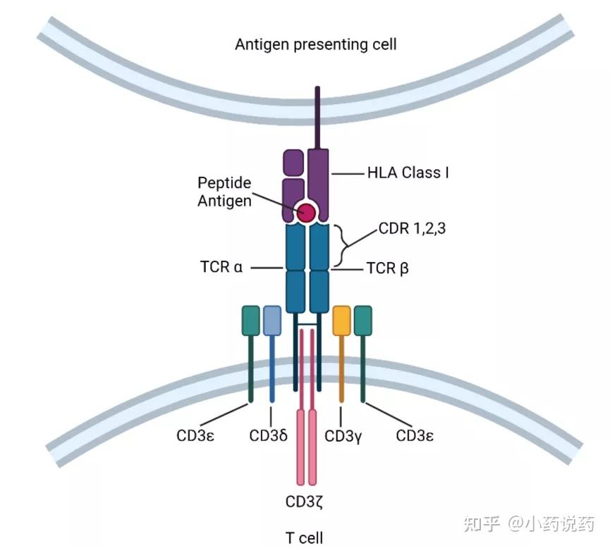 TCR-T细胞治疗的现状和挑战 - 知乎