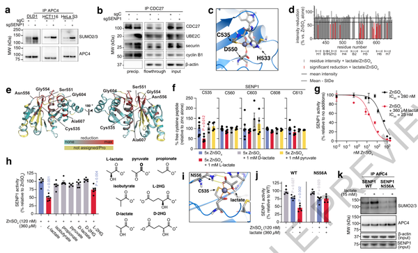 Nature | 乳酸调控关键蛋白SUMO化修饰以控制细胞周期和增殖 - 知乎