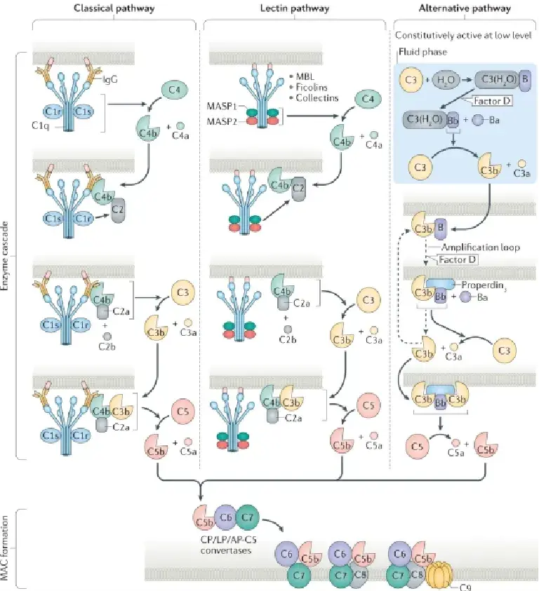 小核酸药物临床前动物模型的选择和应用 - 知乎