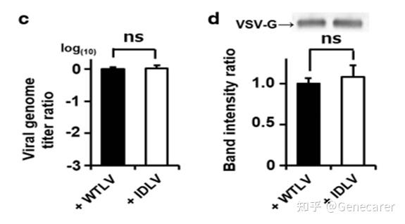 非整合酶慢病毒（IDLV）在动物模型构建中的应用举例 - 知乎