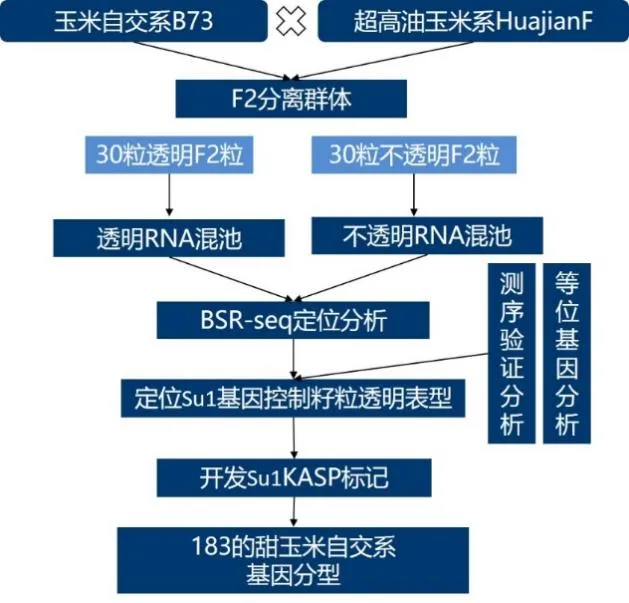 诺禾致源液相芯片｜玉米NGP-ZM50K联合BSA+KASP分析助力功能基因精准定位 - 知乎
