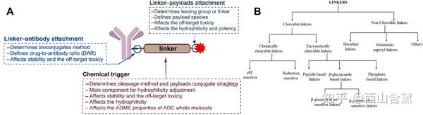 ADC中可裂解Linker的机制汇总 - 知乎