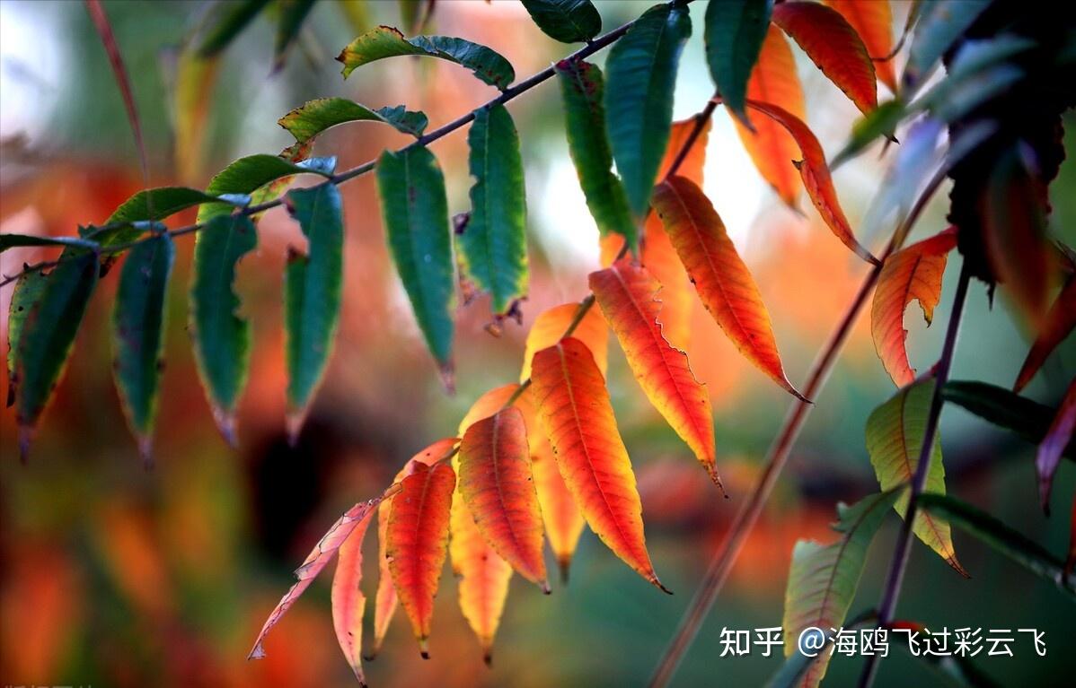 《送人东游》 温庭筠 〔唐代〕 荒戍落黄叶,浩然离故关。 高风汉阳渡,初日郢门山。 江上几人在,天涯孤棹还。 何当重相见,樽酒慰离颜。 知乎