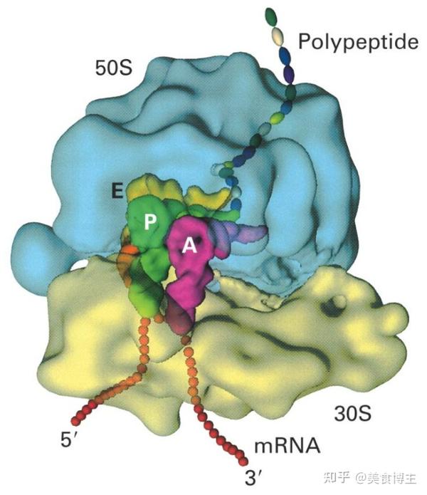 高中生物丨多种细胞器的结构和功能 - 知乎