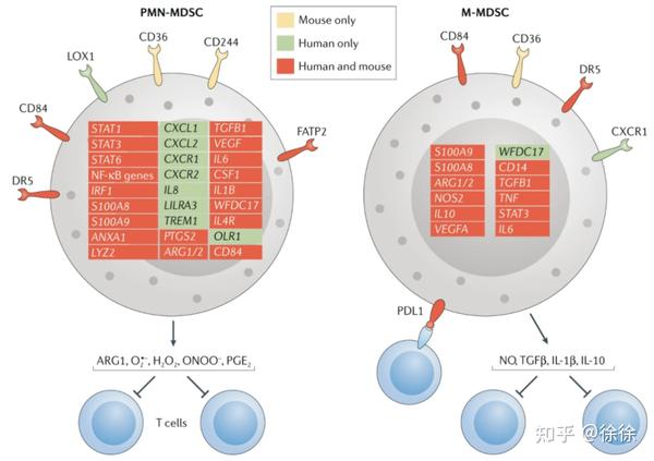 MDSCs：骨髓来源抑制细胞 - 知乎