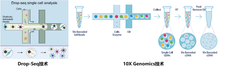 scRNA-seq入门 —— 第一章 简单介绍 - 知乎