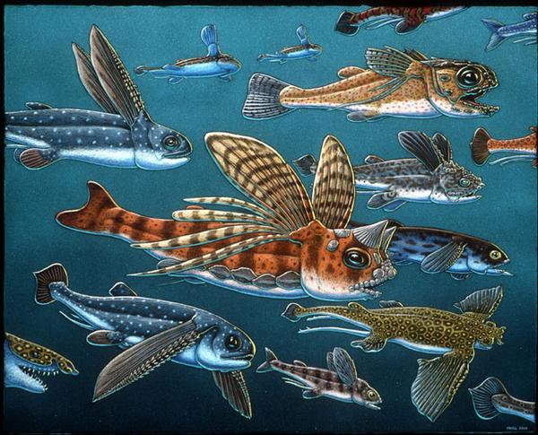 【地球演义】鲛腾记2：形 - 知乎