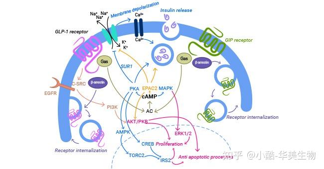 GIPR蛋白：糖和脂肪代谢的重要调控者，糖尿病、肥胖症“救星”? - 知乎