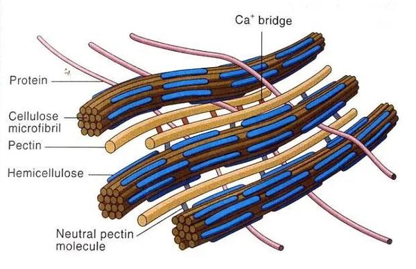 NDF与ADF在饲料中能起到什么作用？ - 知乎