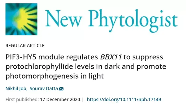 New Phytol | PIF3-HY5分子模块通过BBX1调控原叶绿素合成和光形态建成 - 知乎