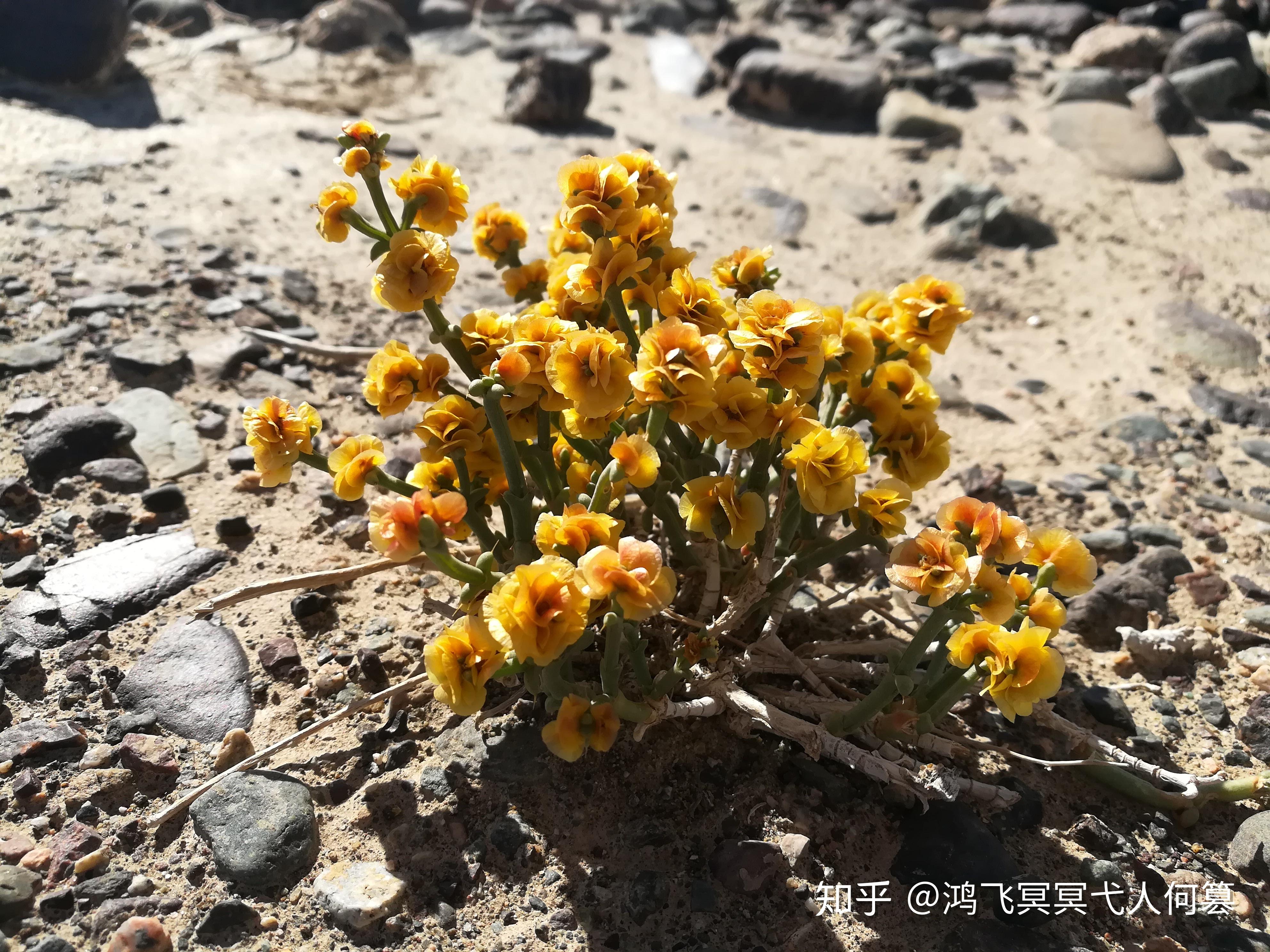 哈密：戈壁之花盛开在红星渠畔 - 知乎