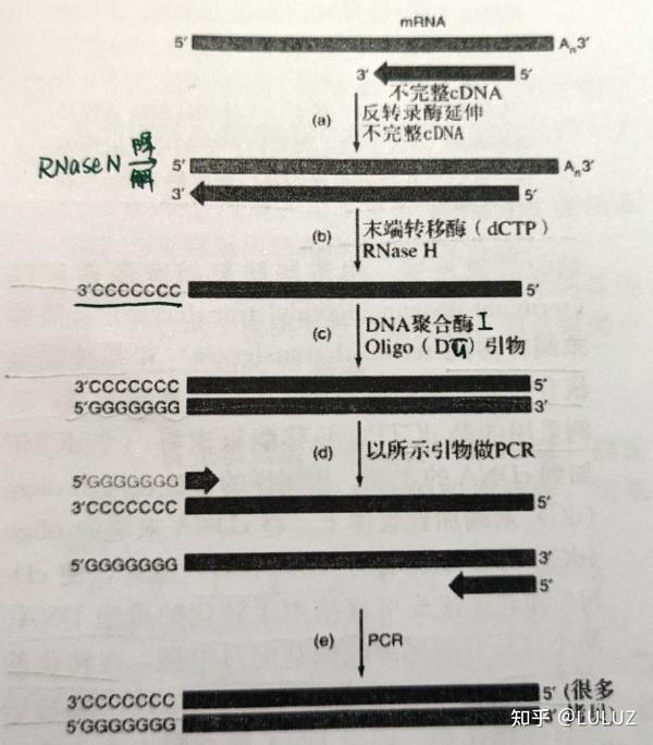 【分子生物学】分子克隆方法|基因克隆|cDNA克隆 - 知乎