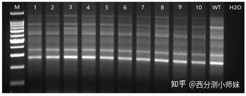 小鼠基因型鉴定PCR条件优化过程 - 知乎
