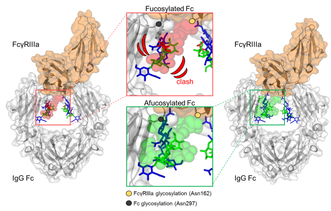 增强ADCC效应的三种工艺 - 知乎