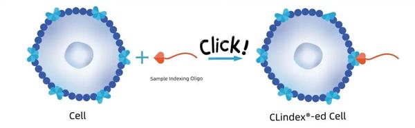 将2022年诺贝尔化学奖做成单细胞试剂盒是什么体验？ - 知乎