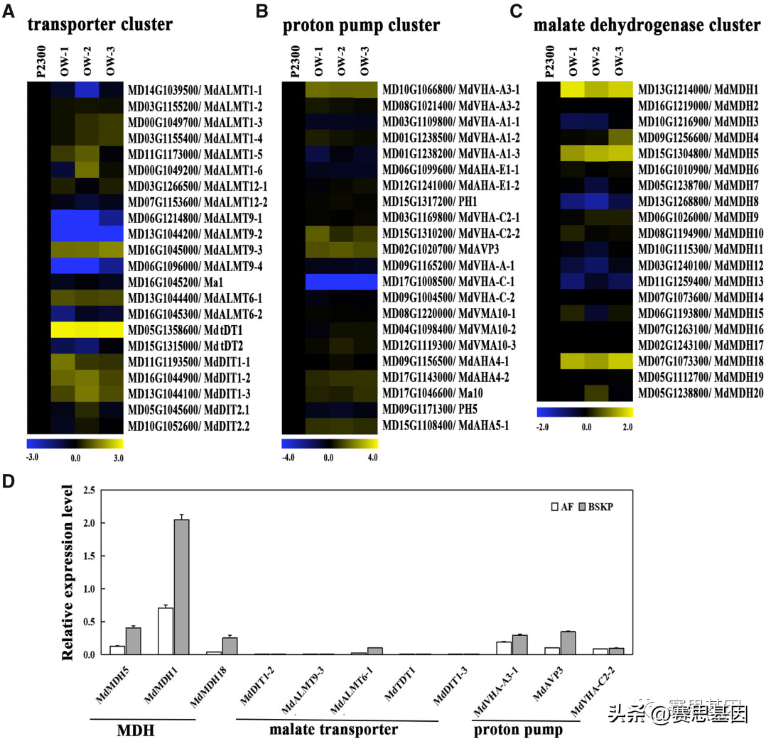 MdWRKY126通过调节苹果酸脱氢酶调节苹果果实中苹果酸的积累 - 知乎