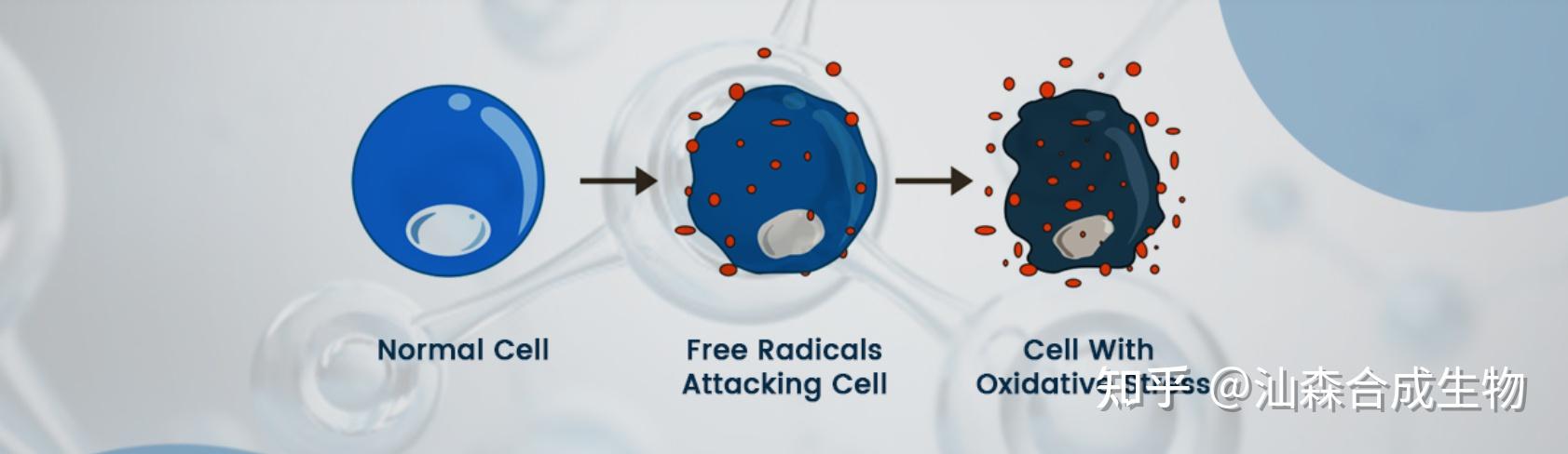GGC（γ-谷氨酰半胱氨酸）谷胱甘肽的直接前体 - 知乎