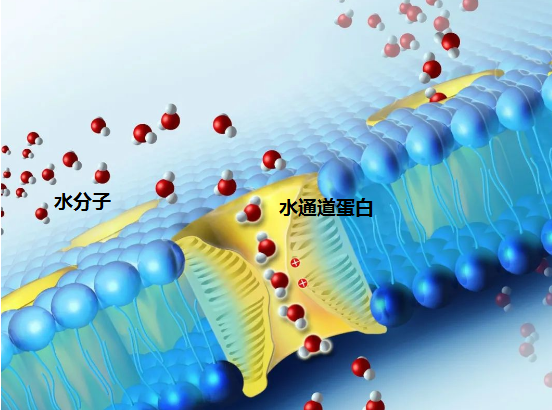 水通道蛋白3（AQP3）在皮肤上的作用 - 知乎