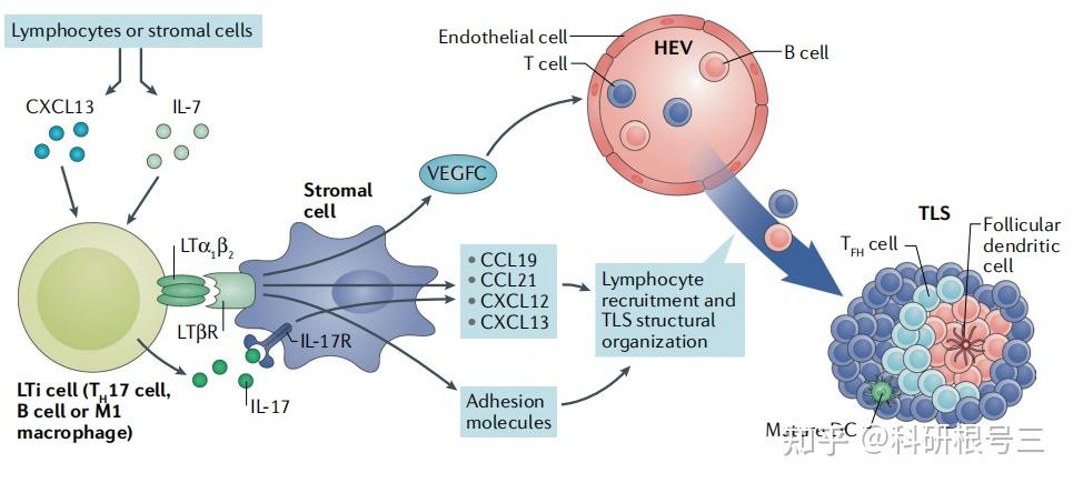 肿瘤免疫前沿：三级淋巴结构（TLSs）结构、标志物、起源、抗肿瘤免疫反应、检测方法 - 知乎