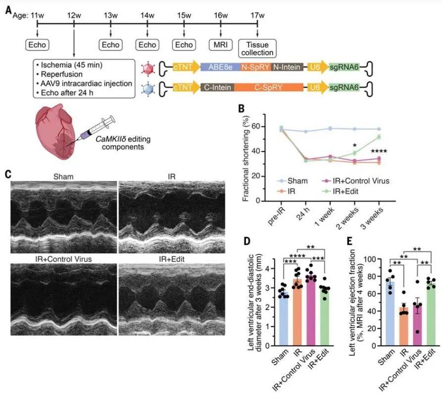 《科学》：基因编辑有望治疗常见心脏病，永久修复心脏损伤 - 知乎