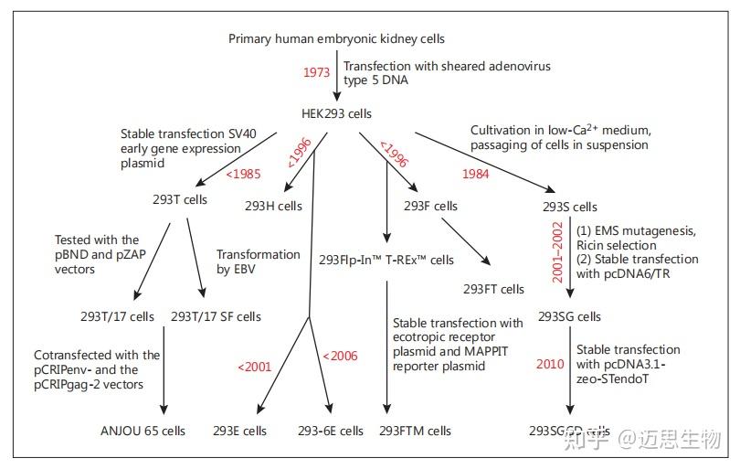 293细胞系介绍 - 知乎