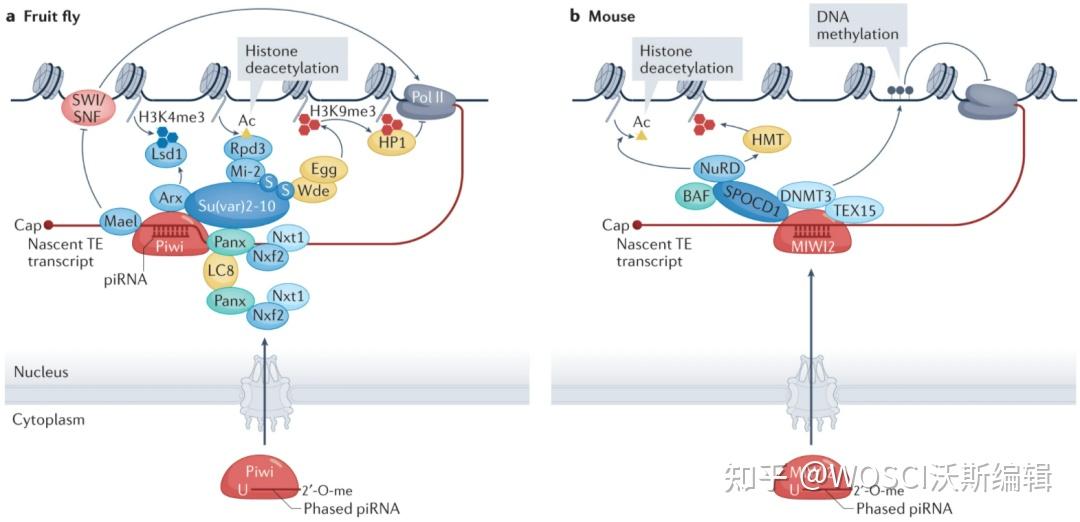 Nat Rev Mol Cell Bio（IF=114）| 发表piRNA的新兴作用和功能机制 - 知乎