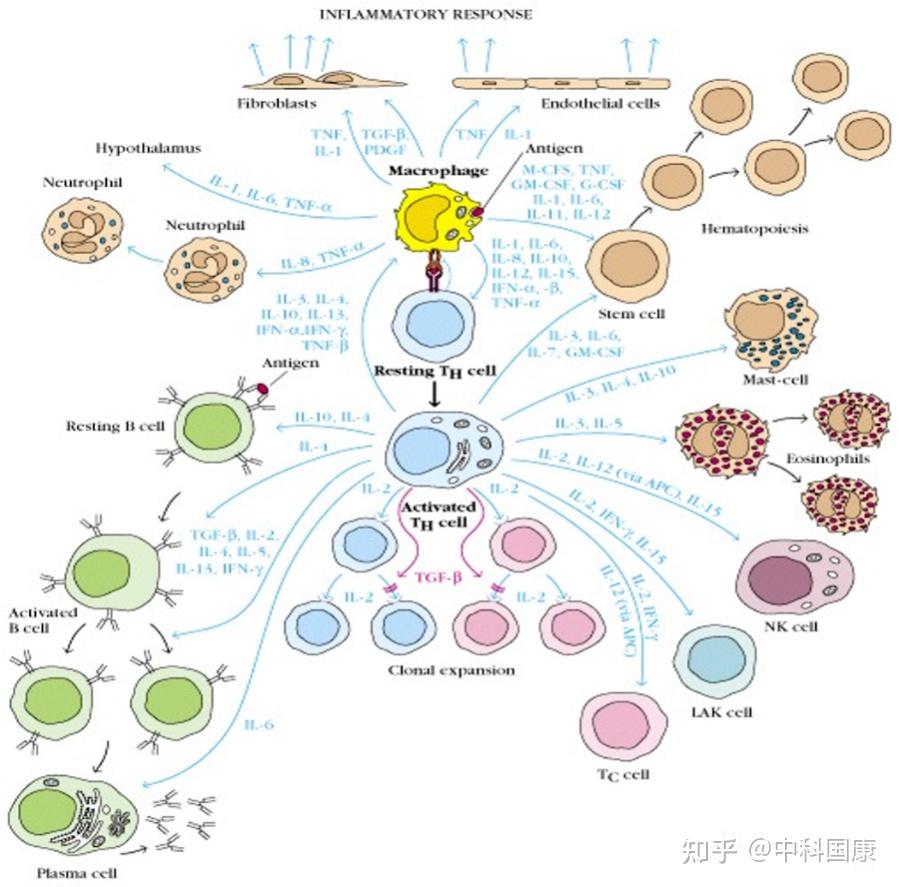 常见细胞因子的来源和功能 - 知乎