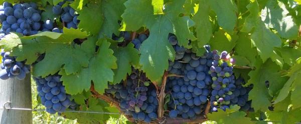 【品种全析】皮诺塔吉：南非的葡萄酒名片 - 知乎